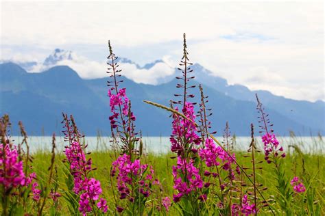 Kostenlose foto Natur Gras blühen Berg Feld Wiese Prärie Blume