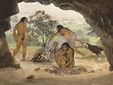 Intro To Anthropology Exam Hominin Evolution Diagram Quizlet
