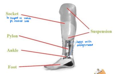 Intro To Prosthetics Flashcards Quizlet
