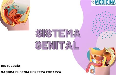 Histología Sistema Genital Sandra Herrera Esparza uDocz