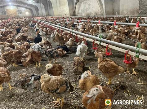 De ce cârâie și horcăie găinile Boli respiratorii la păsări