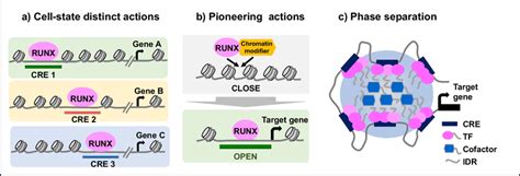 Emerging RUNX Mediated Gene Regulatory Mechanisms A Different CREs Are