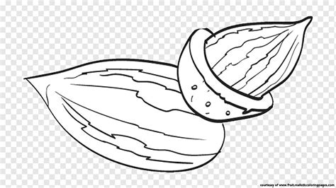 Desenho Line art Sketch amêndoa miscelânea ângulo mamífero png