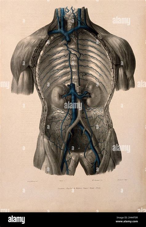 Dissection Of The Thorax Showing The Vena Cava And Azygos Vein
