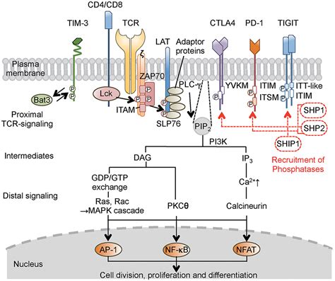 Frontiers Co Inhibitory Receptor Signaling In T Cell Mediated