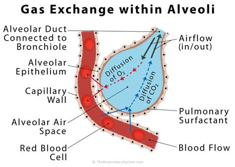 Labeled Diagram Of The Alveoli Pulmonary Alveolus