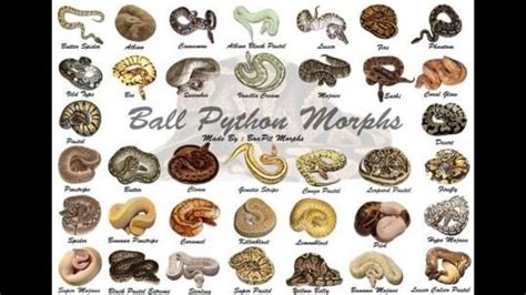 ball python morph list with pictures