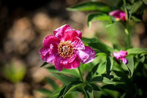 Peony Flower Plant Pink Free Photo On Pixabay Pixabay
