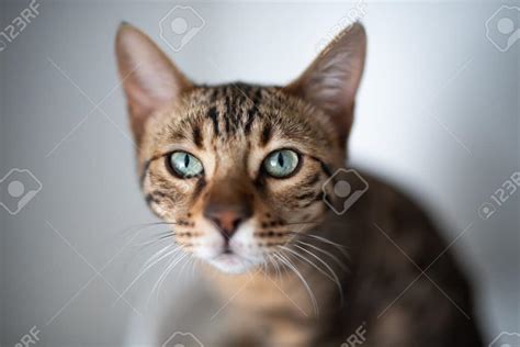 Descubre todo sobre el gato Bengalí comportamiento y cuidados