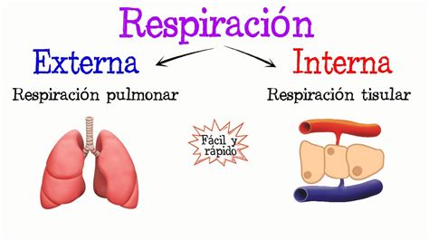 Respiración Interna y Externa Fácil y Rápido BIOLOGÍA YouTube