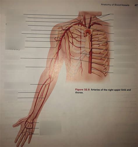 Figure Arteries Of Right Upper Limb And Thorax Diagram Quizlet