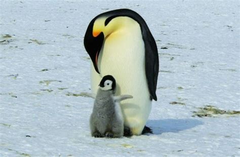 Pingüino emperador Características reproducción incubación hábitat