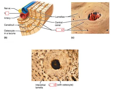 Diagram Of Microscopic Anatomy Of Compact Bone Pt Quizlet