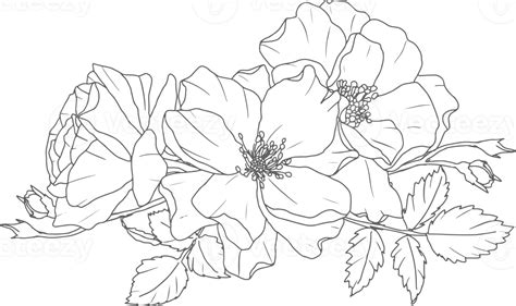 Doodle Line Art Rose Flower Bouquet Elements Png