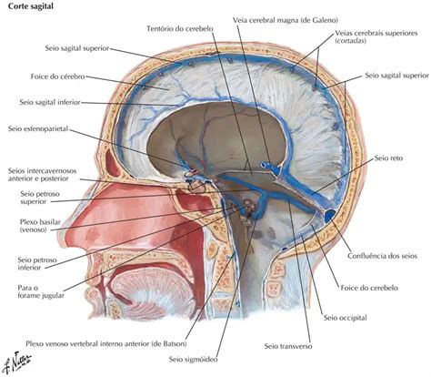 Anatomia Do Sistema Venoso Baixar Pdf De Khondrion