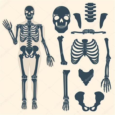 Desenho De Um Esqueleto Humano BRAINCP