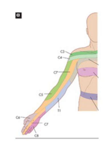 Dermatomes And Myotomes Flashcards Quizlet