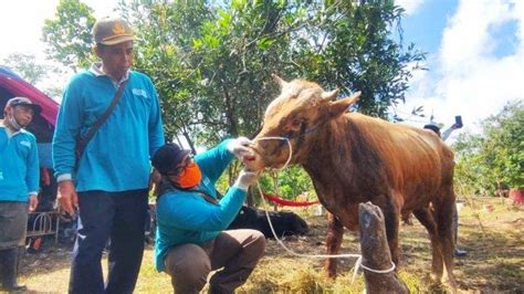 Jelang Idul Adha Dinas Pertanian Kotim Periksa Kesehatan Hewan