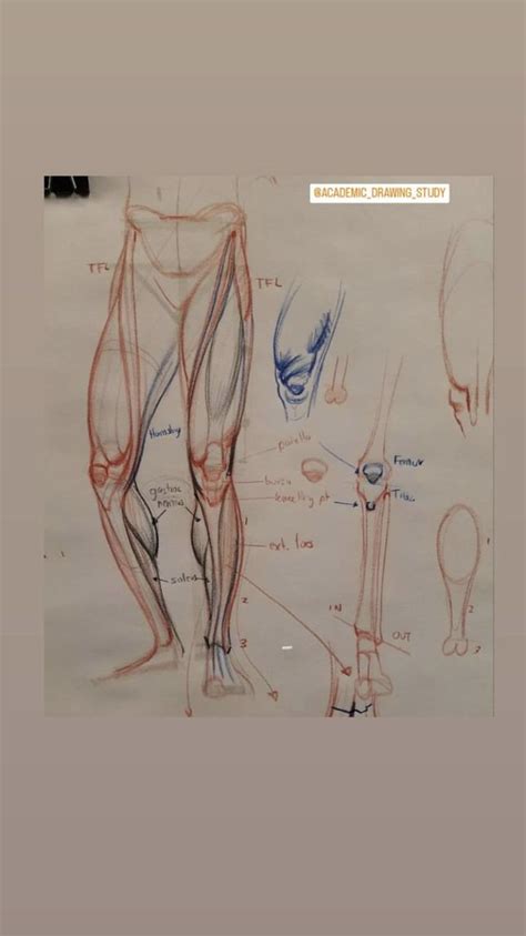 Ghim của A G A trên Construtive Anatomy Hội họa Nhật ký nghệ thuật