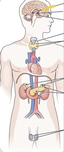 Reproductive Endocrine Labeling Flashcards Quizlet