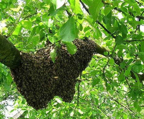 Método del embudo para capturar enjambres de abejas así se hace