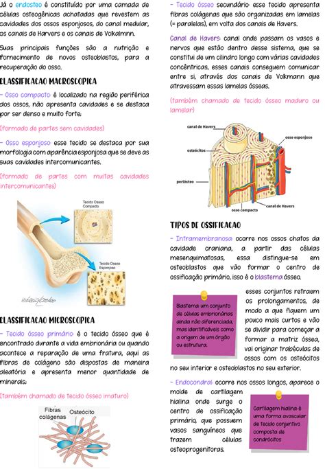Tecido ósseo Anatomia I