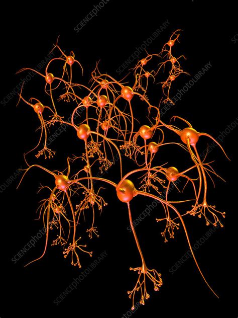 Network Of Neurons Illustration Stock Image C027 7255 Science