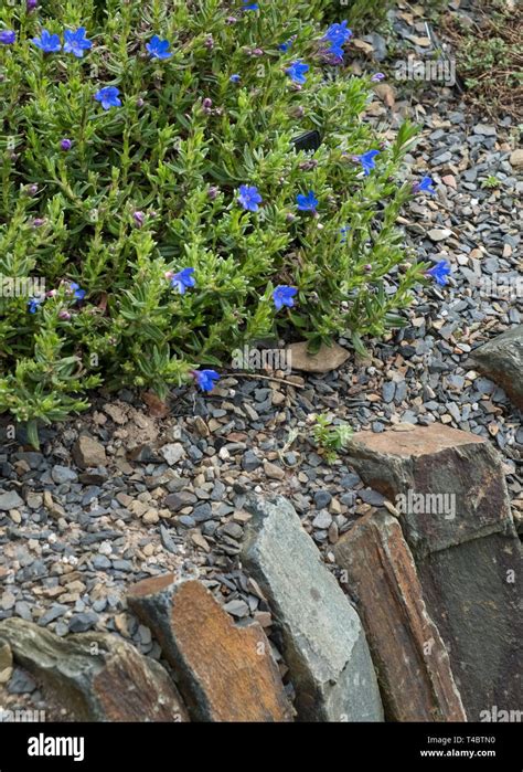 Lithodora Diffusa Heavenly Blue A Small Prostrate Evergreen Shrub With