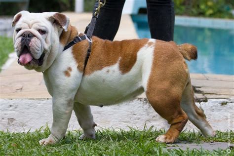 Arquiteta Giovanna Ribeiro Ra As De Cachorro Pequeno Que N O