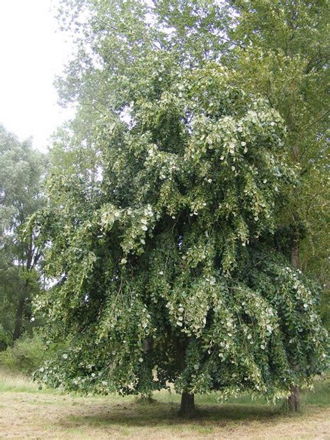 15 Beautiful Trees With Heart Shaped Leaves