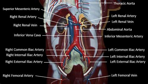Anatomy Blood Vessels Abdomen
