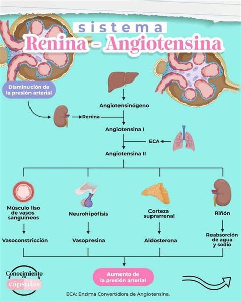 Sistema Renina Angiotensina YUDOC ORG UDocz