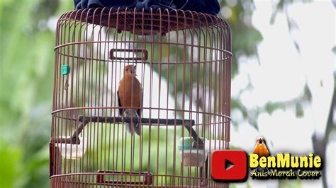 ANIS MERAH NGEPLONG DIPAGI HARI SUARA JERNIH DAN JELAS PANCINGAN ANIS