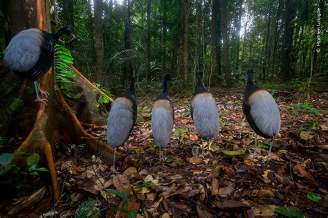 These Striking Photos Capture The Variety Of The World S Wildlife