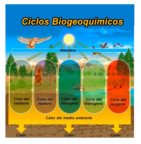Importancia De Los Ciclos Biogeoquimicos Ensayo Ciclos Biogeoquimicos