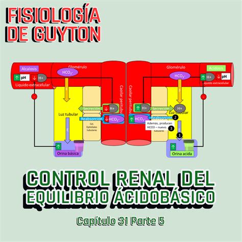 PRESENTACIÓN COMPLETA l Fisiología de Guyton l CAP 31 PT 5 Control