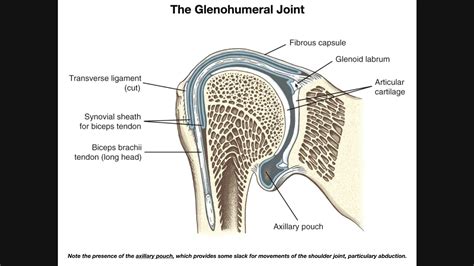Anatomy Of The Glenohumeral Joint Images And Photos Finder