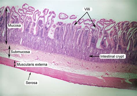 Colon Histology Slides Labeled