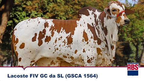 LACOSTE FIV GC DA SL GSCA 1564 Touro Nelore Pintado ABS YouTube