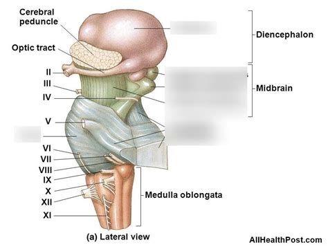 Lateral View Brainstem Diagram Quizlet