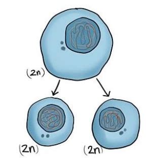 Cell Cycle Division Flashcards Quizlet