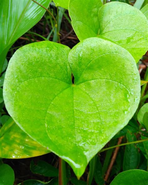 9 Contoh Daun Melengkung Yang Ada Di Sekitar Kita Dan Ciri Cirinya