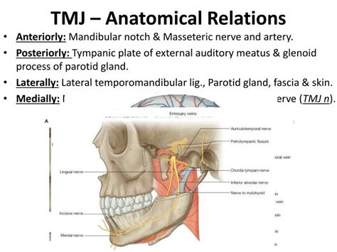 PPT The Temporal Region And Temporo Mandibular Joint TMJ