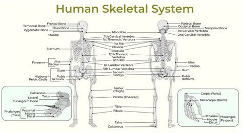 Anatomy Physiology Of Human Skeletal System