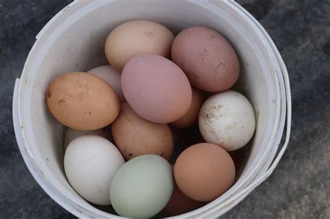 Por Qu Las Gallinas Ponen Huevos De Diferentes Colores Pol Y Edro