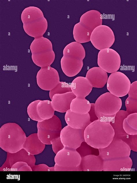 Coloured Scanning Electron Micrograph Sem Of Staphylococcus