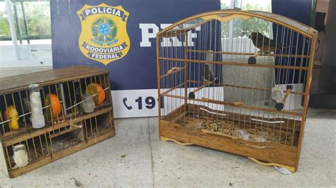 PRF flagra crime ambiental e resgata pássaros sendo transportados