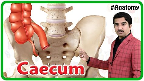 Anatomy Of Cecum Animation Relations Blood Supply Venous Drainage