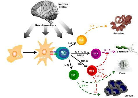 Cells Molecules And Mechanisms Involved In The Neuro Immune