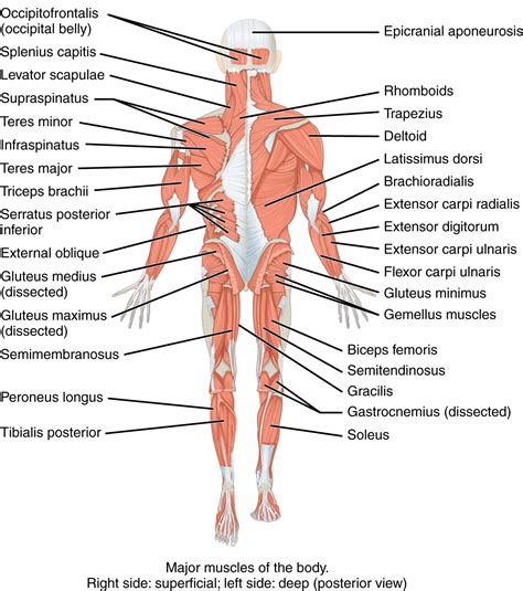 Basic Anatomy Physiology Of The Musculoskeletal System Medical